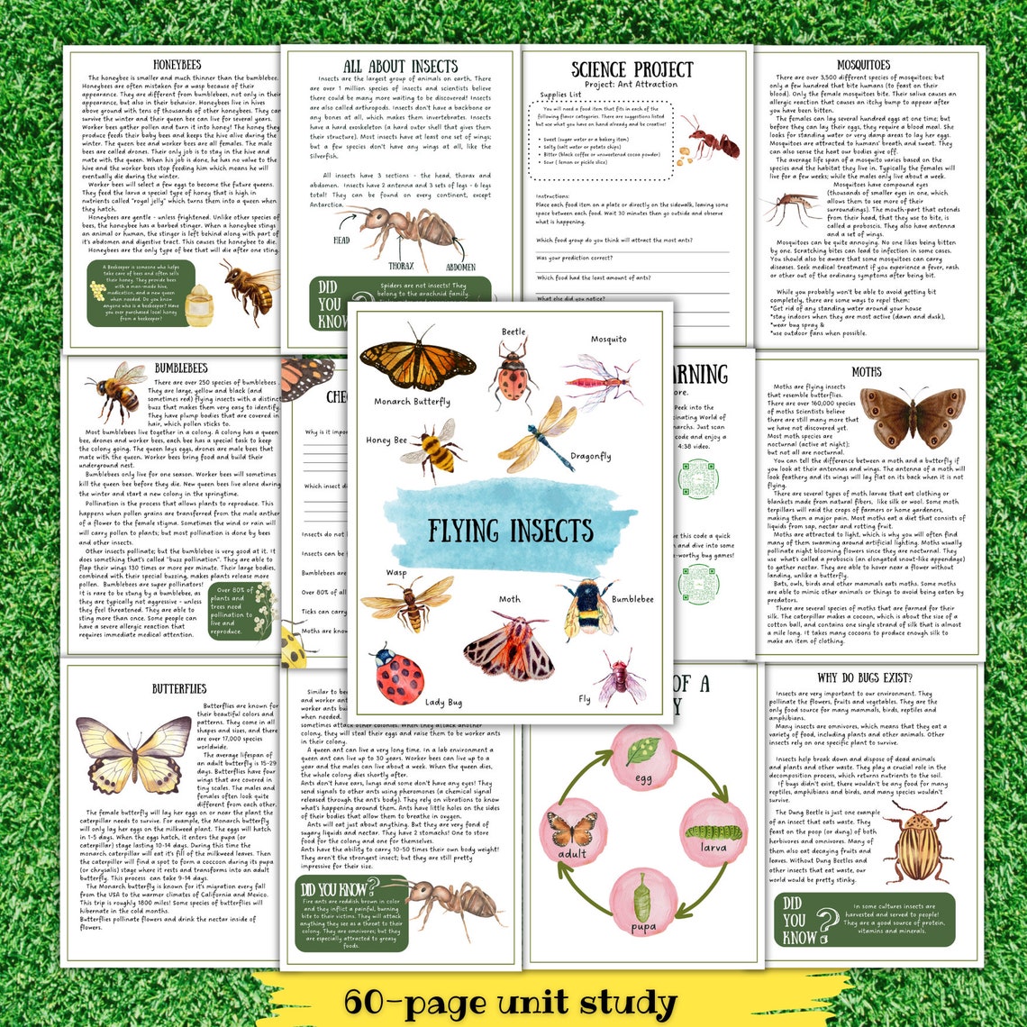 Insect Unit Study, Homeschool Science, Lifecycle of Bugs - Etsy