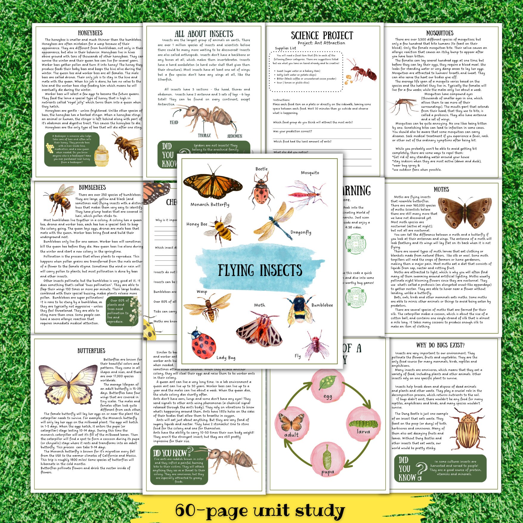 Insect Unit Study, Homeschool Science, Lifecycle of Bugs - Etsy