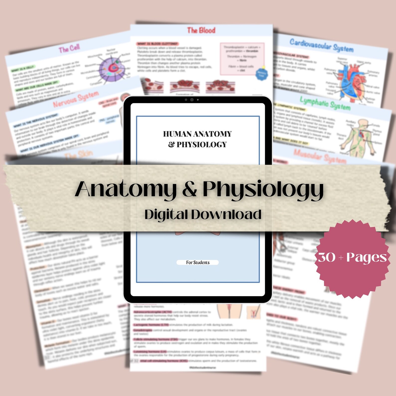 Anatomy and Physiology Digital Download Guide for Student - Etsy