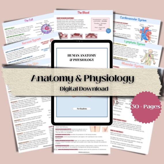 Anatomy and Physiology Digital Download Guide for Student - Etsy
