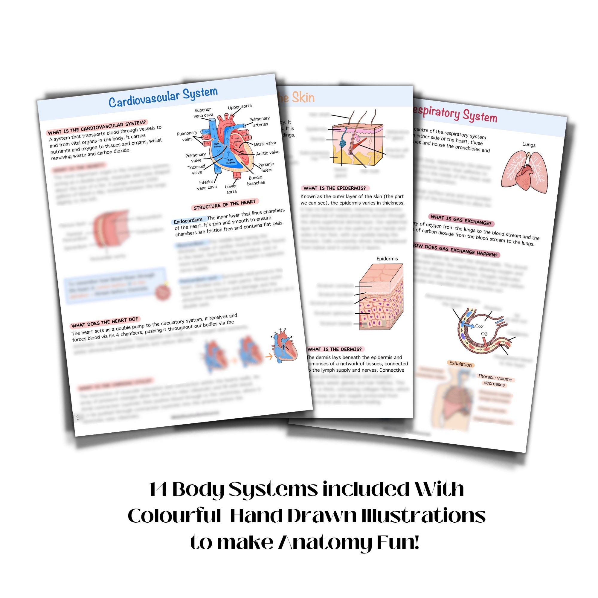 Anatomy & Physiology, Drug Calculations, Digital Download, Student ...