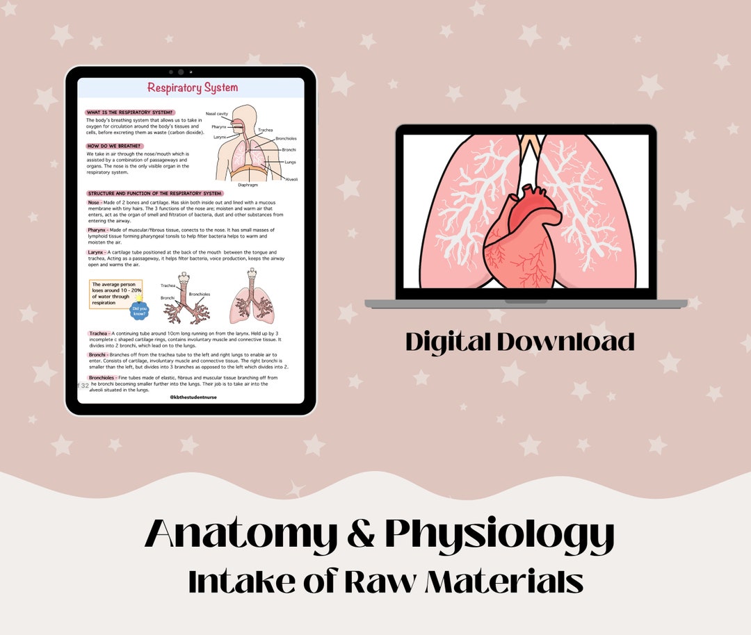 Anatomy & Physiology, Digital Download, Intake of Raw Materials ...