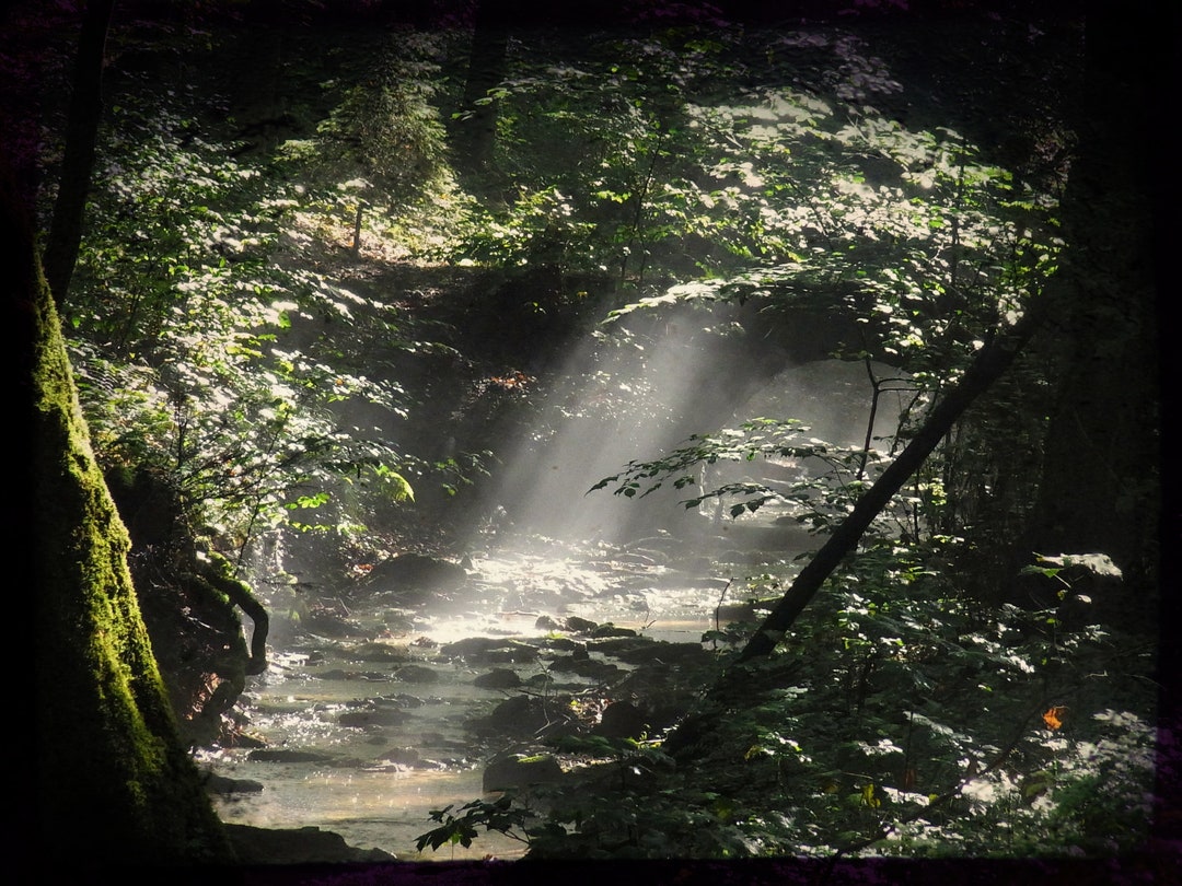 The Bridge in the Forest - Etsy