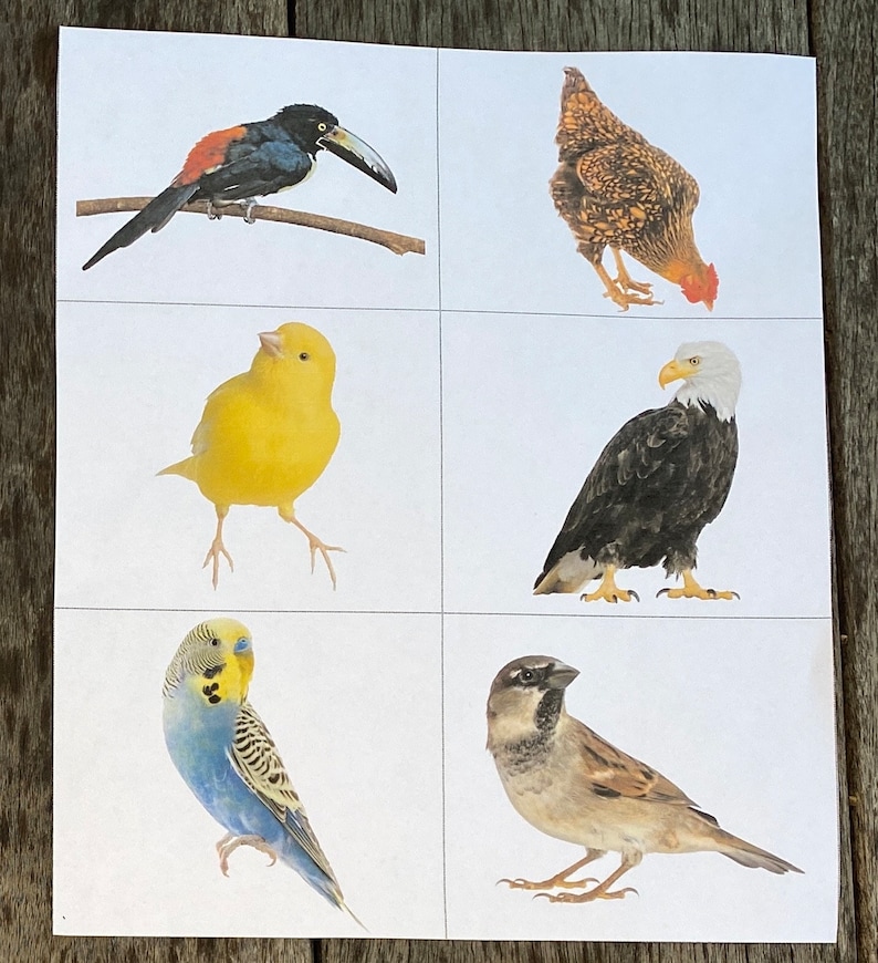 Printable Bird Matching Activity - Toddler & Preschool Printable ...