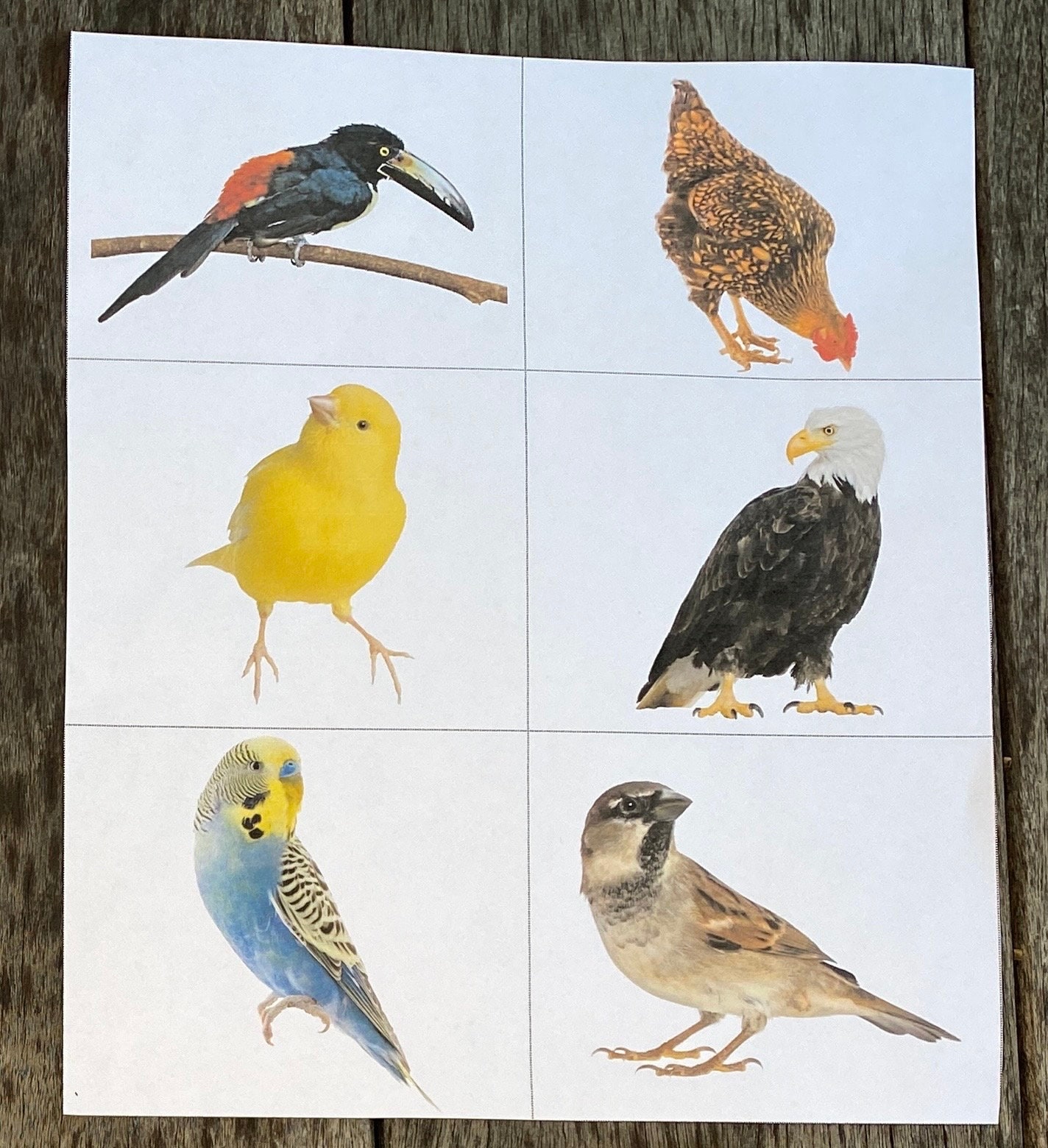 Printable Bird Matching Activity - Toddler & Preschool Printable ...