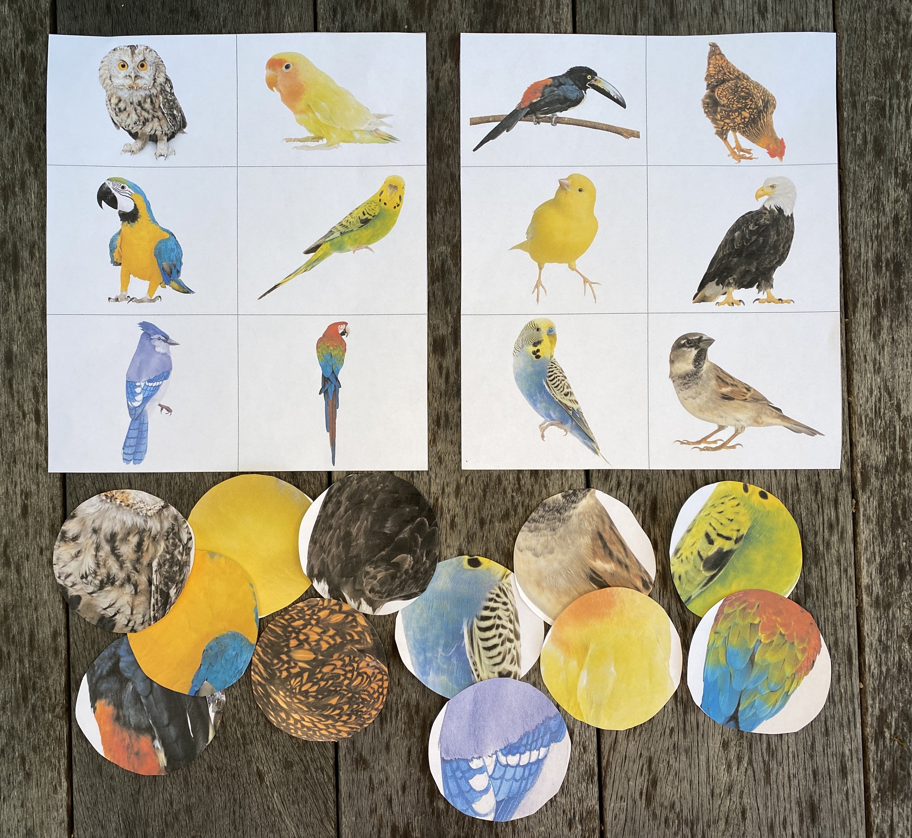 Printable Bird Matching Activity - Toddler & Preschool Printable ...