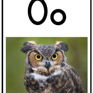 Printable Alphabet Animal Flashcards, Montessori Materials Printable ...
