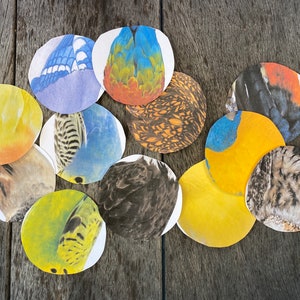 Printable Bird Matching Activity - Toddler & Preschool Printable ...