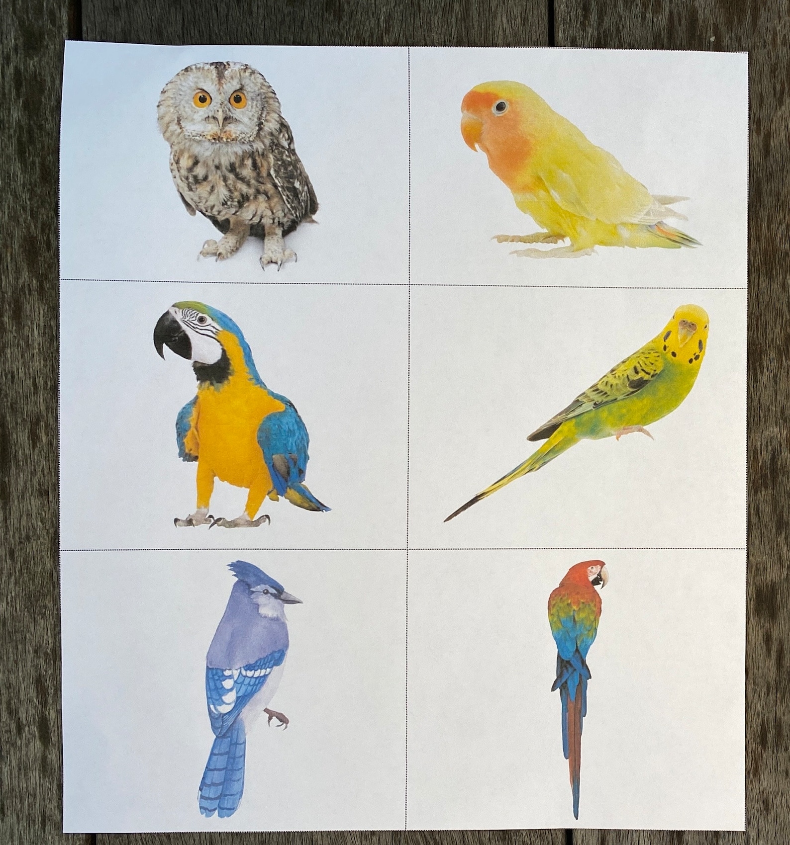 Printable Bird Matching Activity - Toddler & Preschool Printable ...