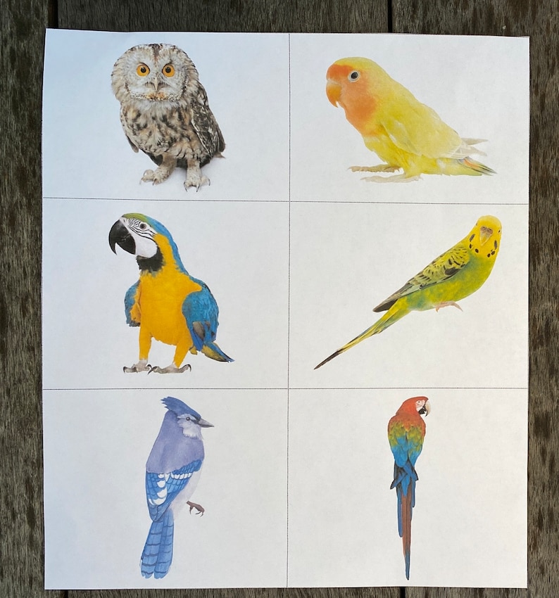 Printable Bird Matching Activity - Toddler & Preschool Printable ...