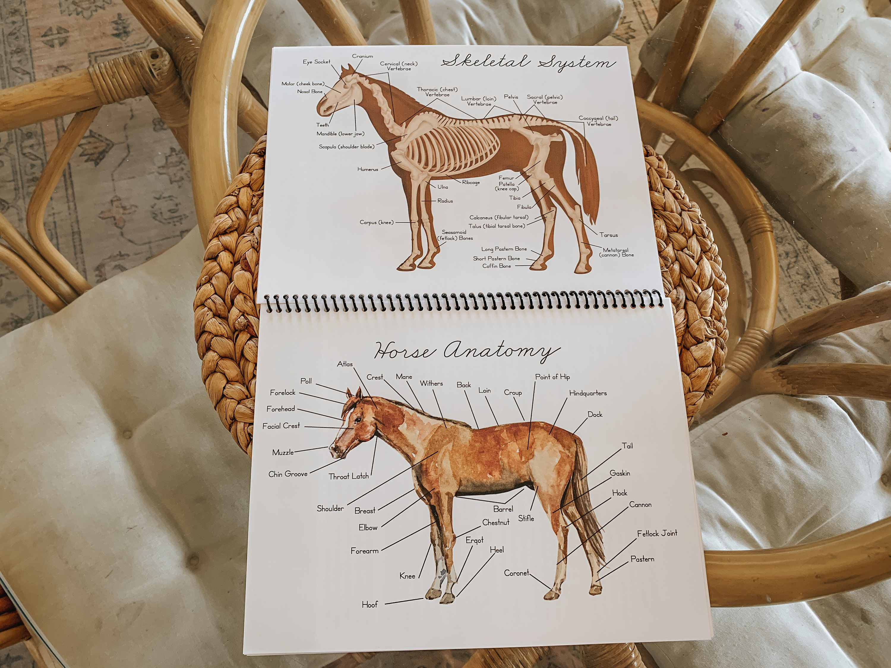 Horse Unit Study Enrichment Guide Horse Study Guide - Etsy