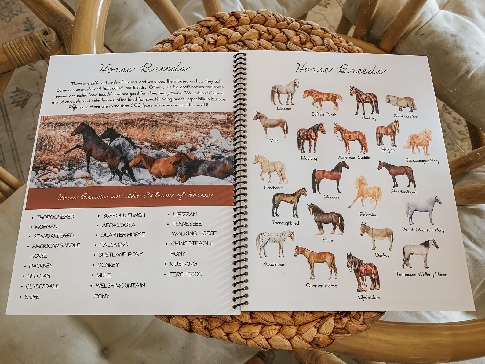 Horse Unit Study Enrichment Guide Horse Study Guide - Etsy