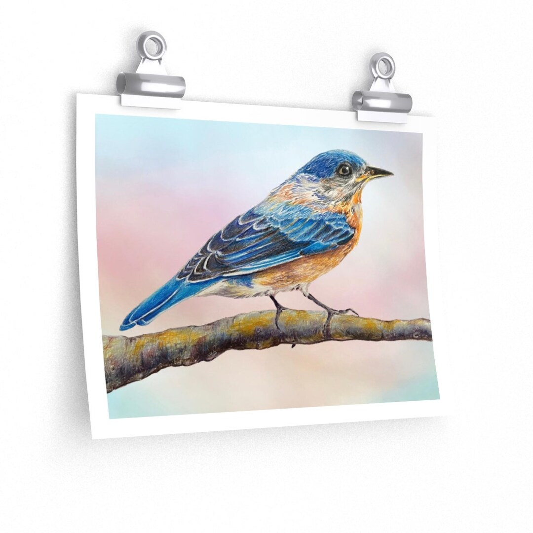 Eastern Bluebird Art Print - Etsy