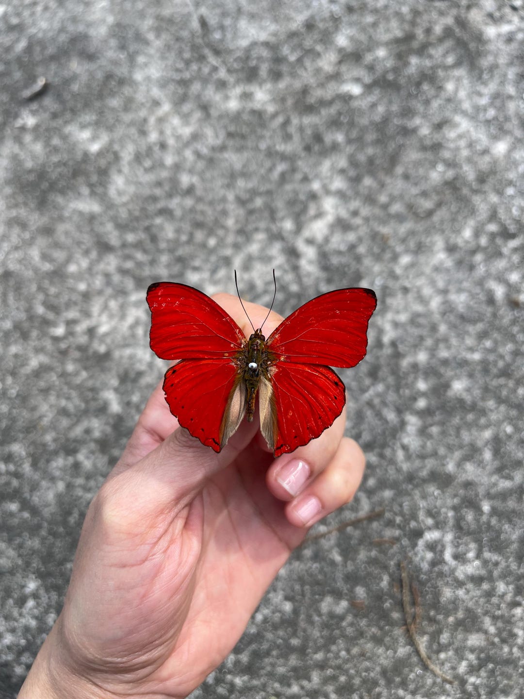 Real Pinned Blood-red Glider Butterfly (cymothoe Sangaris), Real Insect ...
