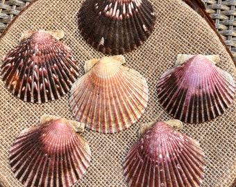 Large Sea Shells for Crafts - Etsy