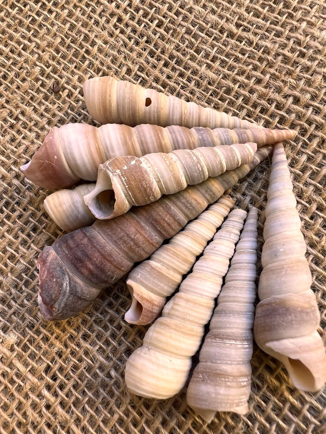 Natural Beach Shells Packets of 9 Shells - Etsy