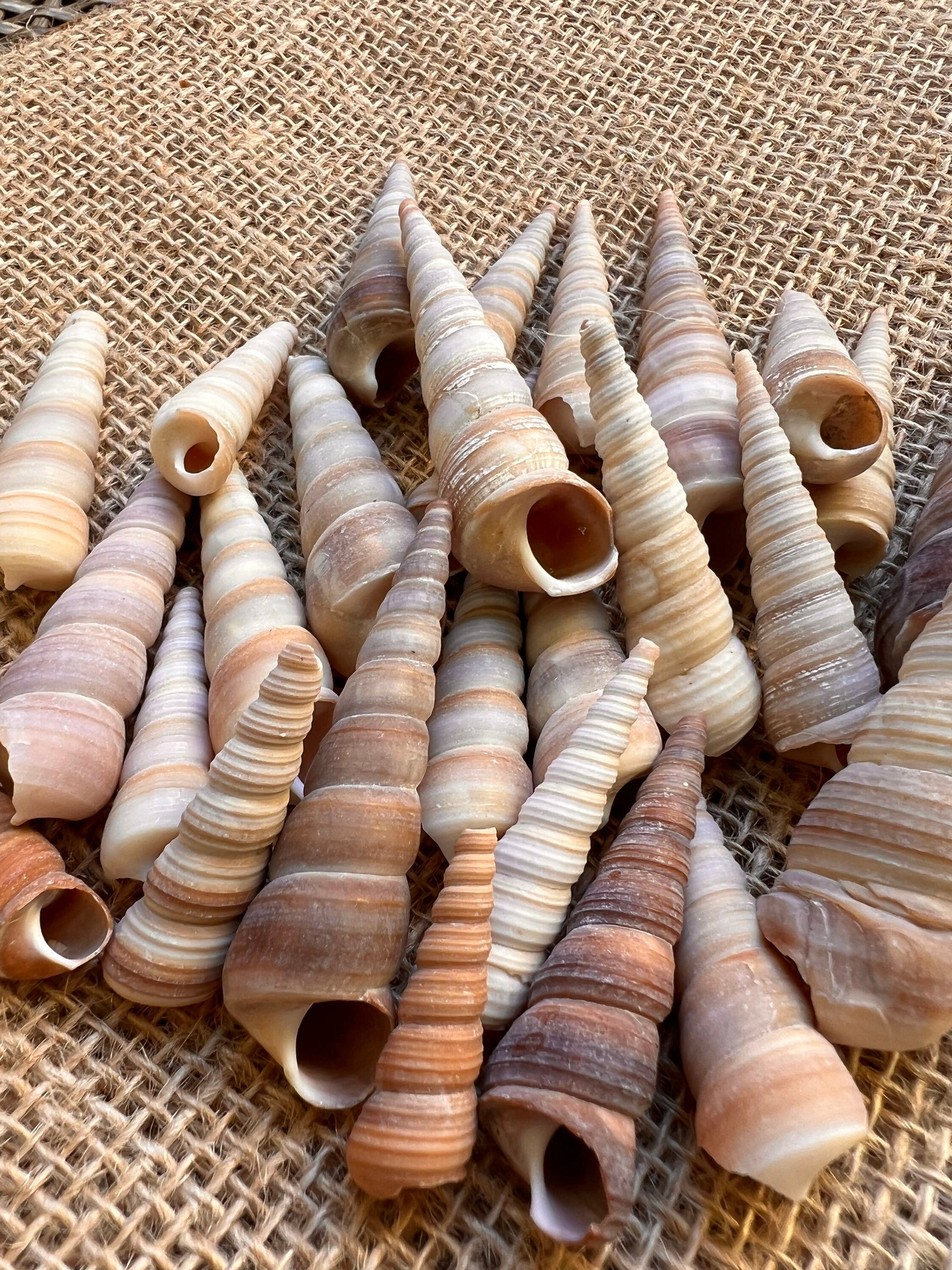 Natural Beach Shells Packets of 9 Shells - Etsy
