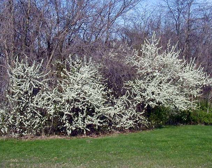 American Plum (prunus Americana) 2 Bareroot Seedlings. 1 Year Old. ~6 ...