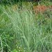 Roemers Fescue festuca Roemeri .5 Gram, 500 Seeds - Etsy