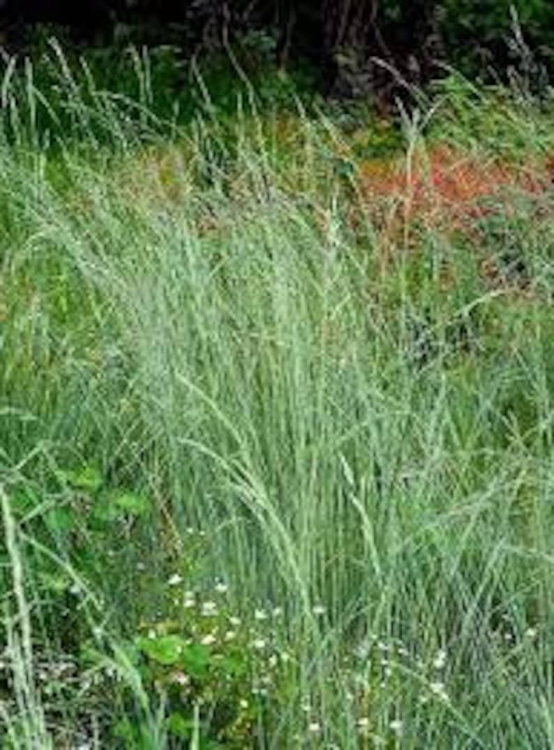 Roemers Fescue festuca Roemeri .5 Gram, 500 Seeds - Etsy