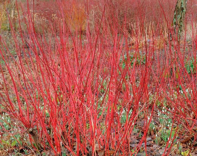 5 Red Osier Dogwood Plants(cornus Sericea) Bareroot - Etsy