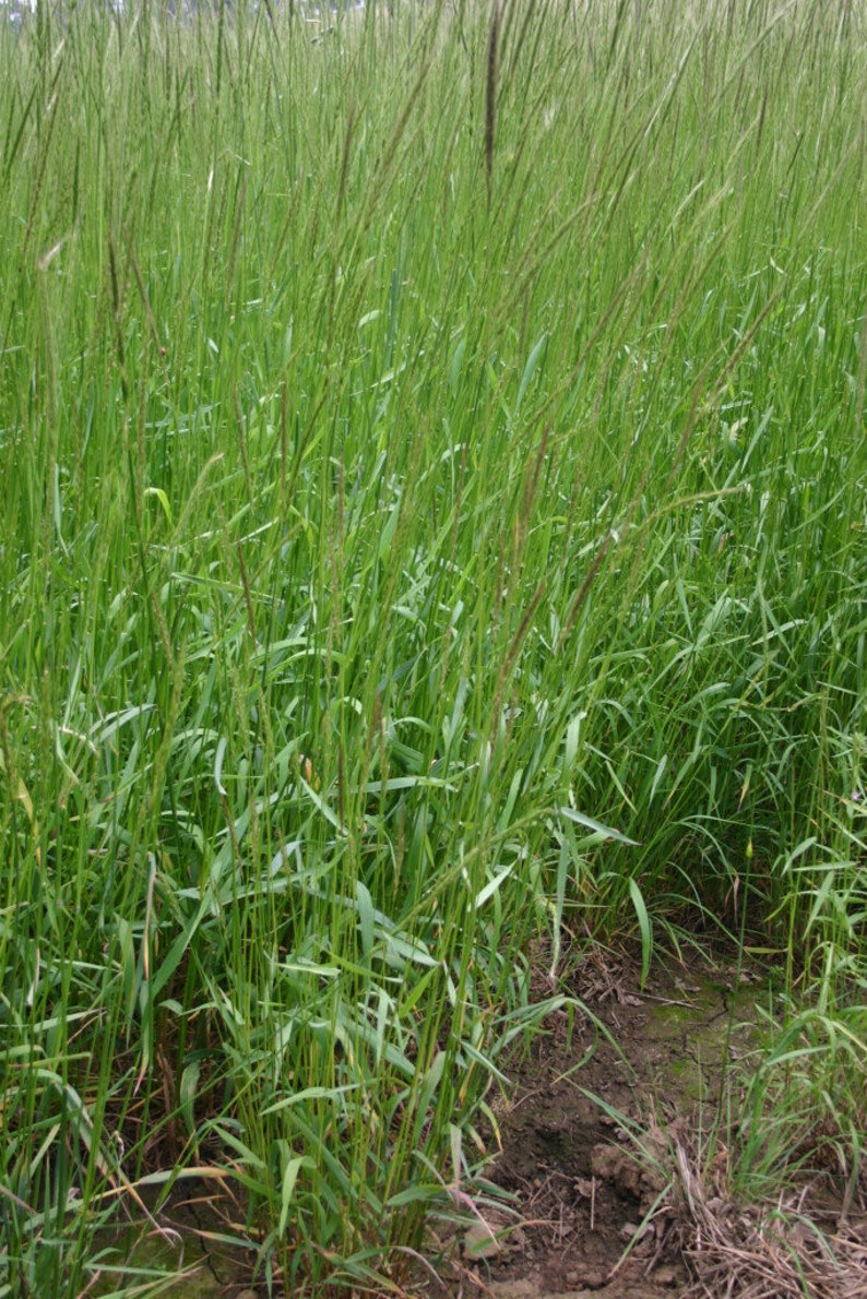 Blue Wildrye (elymus Glaucus) 5 Grams, ~160 Seeds. Perennial Seeds - Etsy
