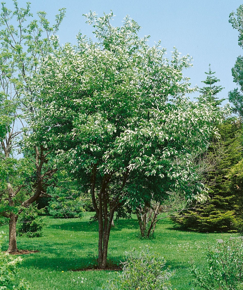 Chokecherry (prunus Virginiana) Seeds - Etsy