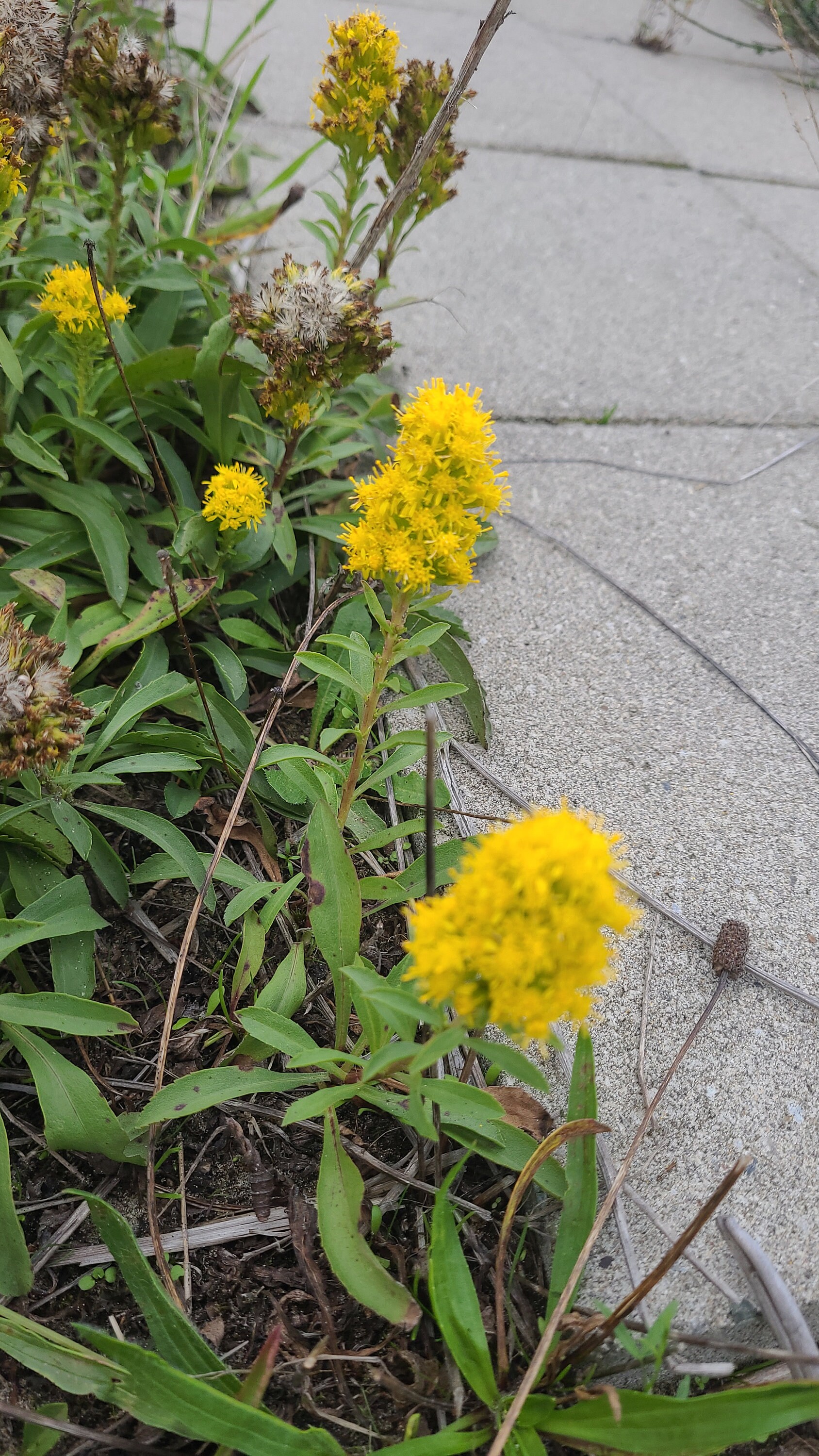 Coast Goldenrod, Dune Goldenrod solidago Spathulata 200 Seeds. - Etsy