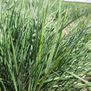 Prairie June Grass (koeleria Macrantha) 2 Grams ~2,000 Seeds ...
