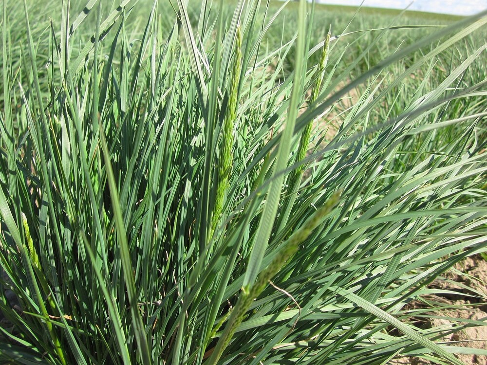 Prairie June Grass koeleria Macrantha 2 Grams 3,000 Seeds. Ornamental ...