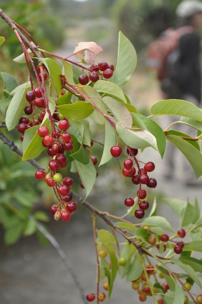 Chokecherry (prunus Virginiana) Seeds - Etsy