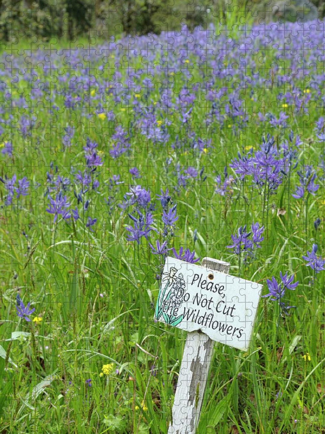 Blue Camas camassia Quamash 100 Seeds - Etsy