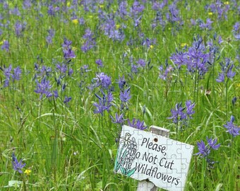 Small Camas camassia Quamash 100 Seeds pacific Northwest Wildflowers - Etsy