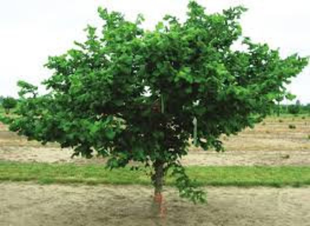 Yamhill Hazelnut (corylus Avellana). Bareroot Seedling. 1 Year Old. 6-8 ...