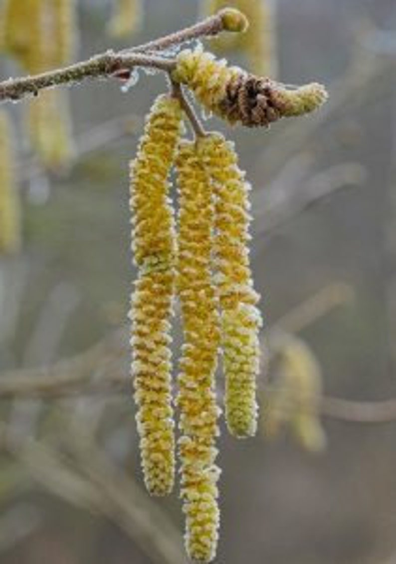 Yamhill Hazelnut corylus Avellana. Bareroot Seedlings. 1 Year Old. 8-12 ...