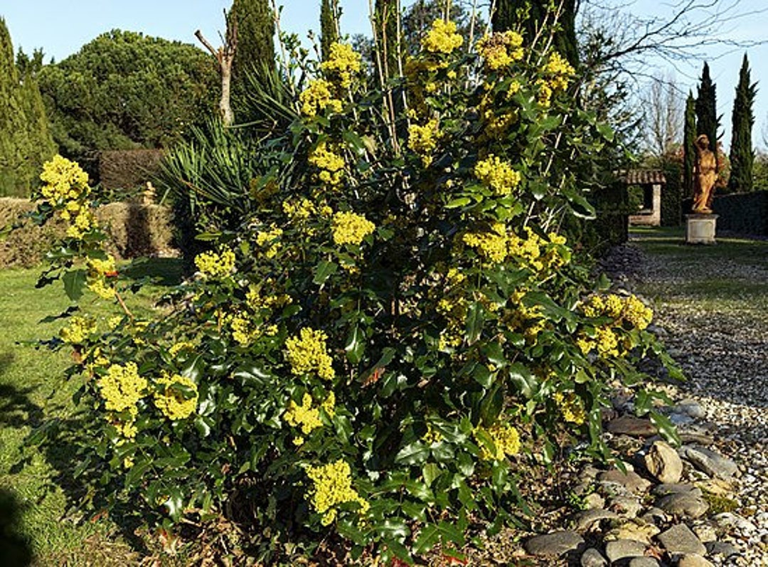 Tall Oregon Grape (berberis Aquifolium) 60 Seeds. Perennial Seeds - Etsy