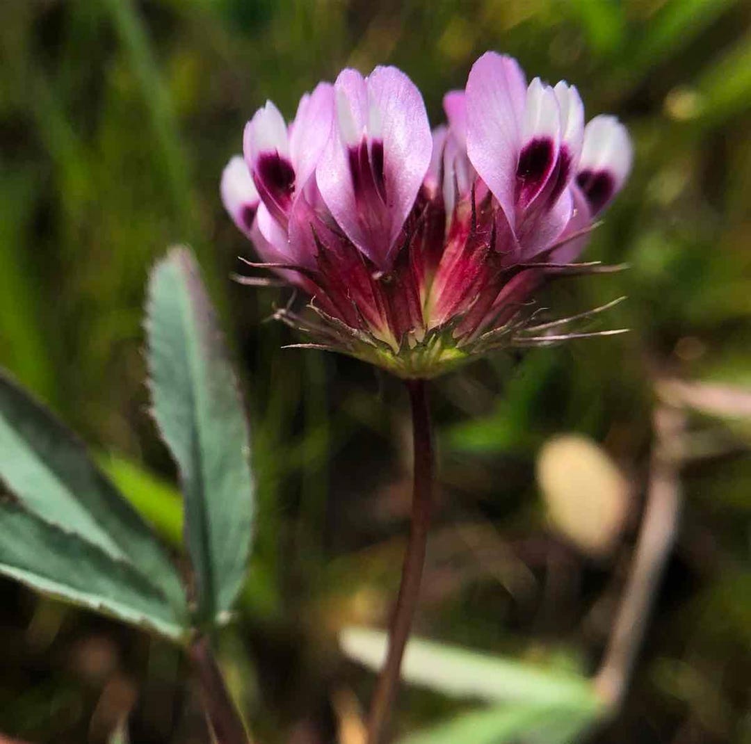 Tomcat Clover (trifolium Willdenovii) 100 Seeds. ANNUAL Seeds - Etsy