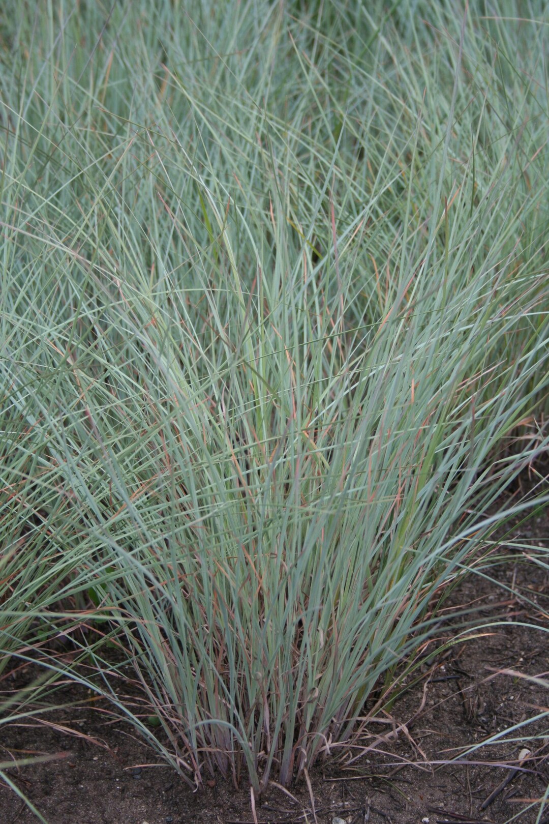 Little Bluestem (schizachyrium Scoparium) 2 Grams ~1000 Seeds ...