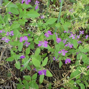 Diamond Clarkia (clarkia Rhomboidea)100+ Seeds. ANNUAL Seeds - Etsy