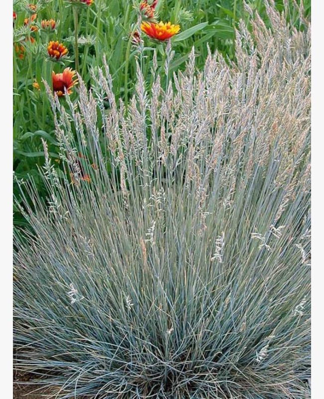 Sand Fescue (festuca Ammobia) Seeds. Perennial Seeds. - Etsy
