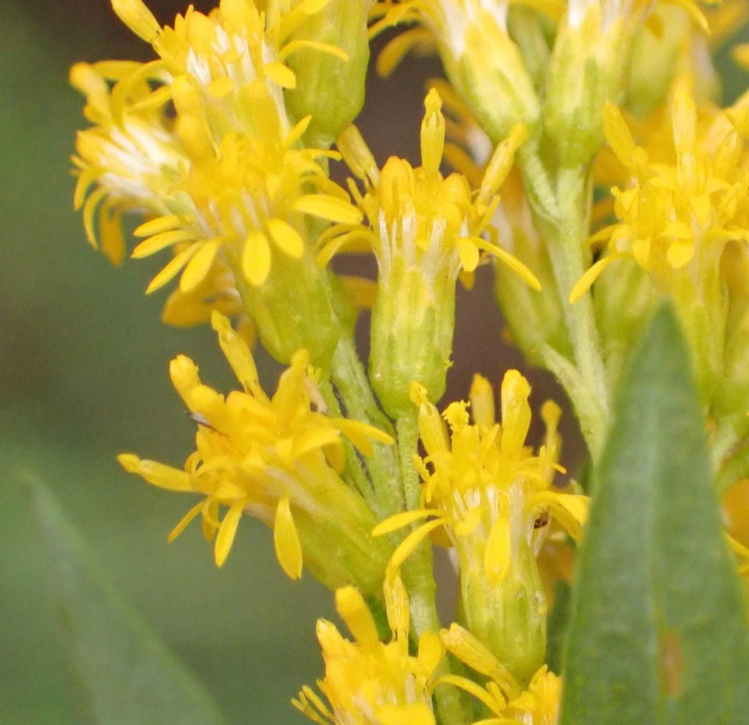 West Coast Goldenrod (solidago Elongata) 50 Seeds. Perennial Seeds - Etsy