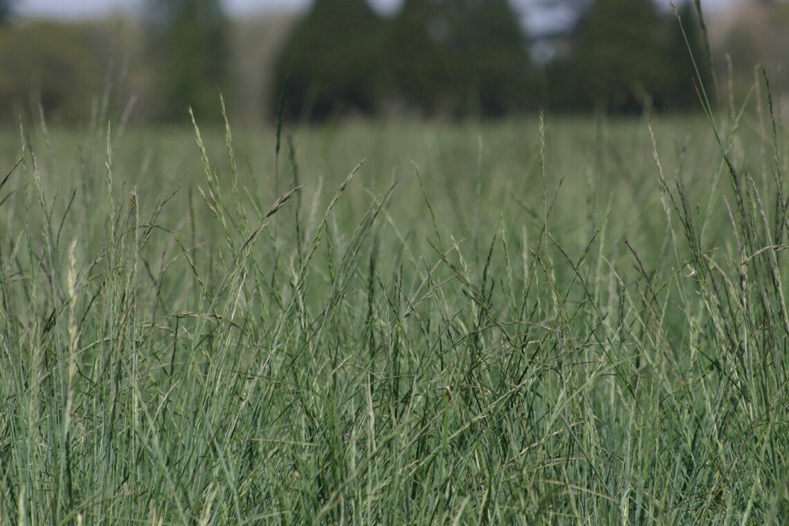 Roemers Fescue festuca Roemeri .5 Gram, 500 Seeds - Etsy