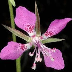 Diamond Clarkia (clarkia Rhomboidea)100+ Seeds. ANNUAL Seeds - Etsy