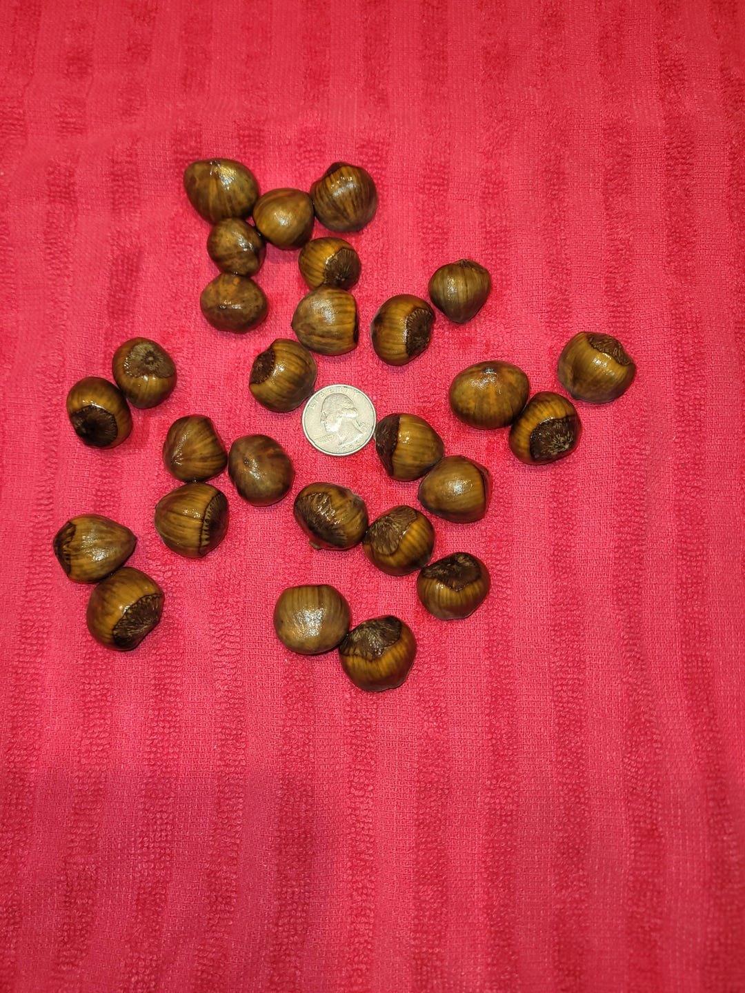 Hazelnut - Barcelona (corylus Avellana) SEEDS. Float Tested. Kept Cold ...