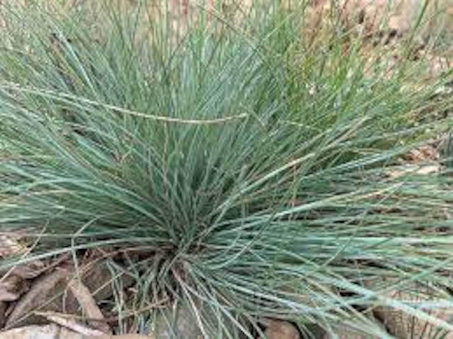 Roemers Fescue festuca Roemeri .5 Gram, 500 Seeds - Etsy