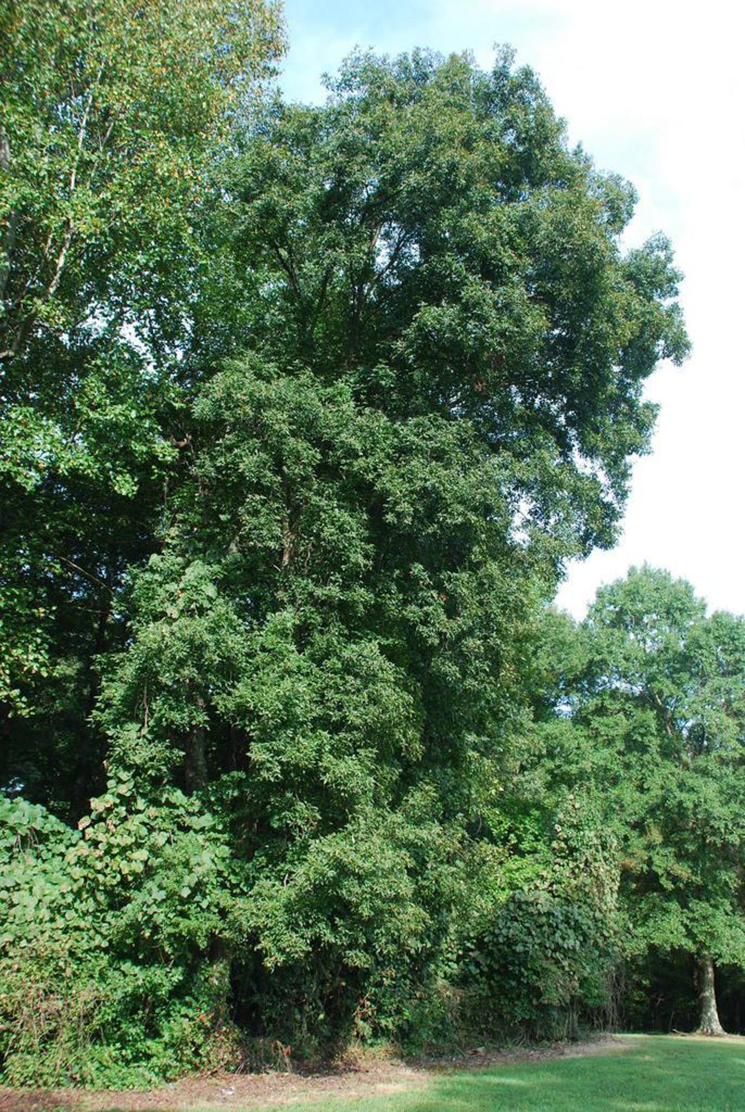 Pignut Hickory (carya Glabra) 1 Year Old Seedling. 3-6 Inches Tall. 8 ...