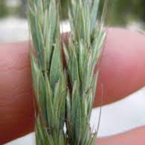 Blue Wildrye (elymus Glaucus) 5 Grams, ~160 Seeds. Perennial Seeds - Etsy