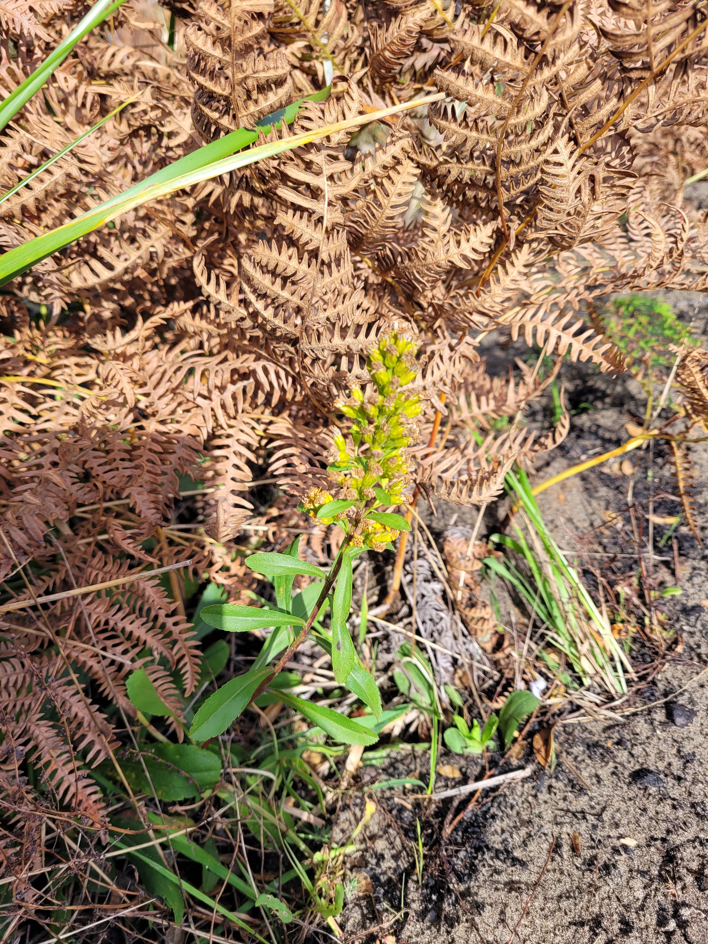 Coast Goldenrod, Dune Goldenrod solidago Spathulata 100 Seeds ...