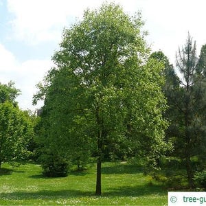 Pignut Hickory (carya Glabra) 1 Year Old Seedling. 3-6 Inches Tall. 8 ...