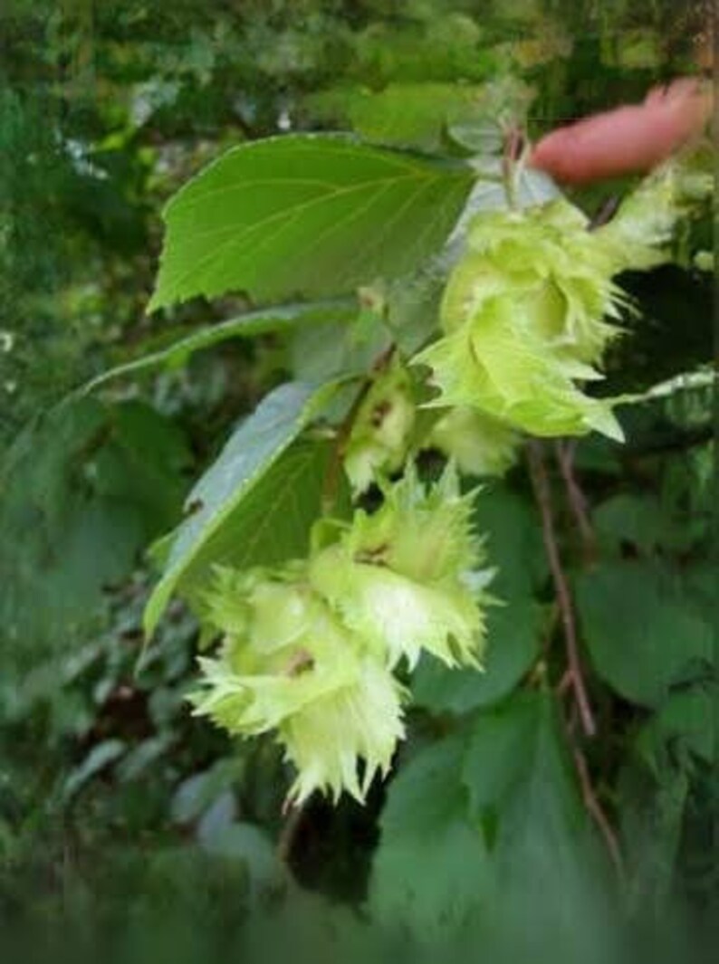 American Hazelnuts (corylus Americana) SEEDS. Floated, Kept Cold and ...